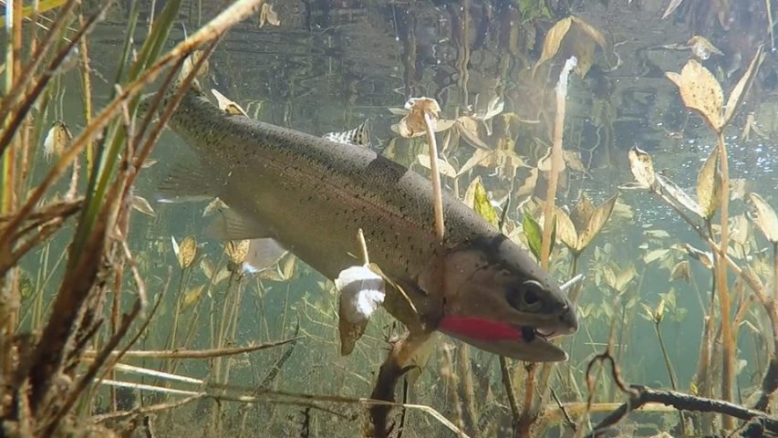 Buzz Bomb Tackle Inc. | The Original Buzz Bomb, Zzinger, Spinnow, Zelda ...